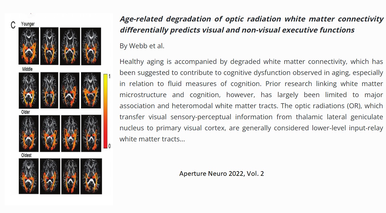 Talairach | Organization for Human Brain Mapping